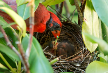 Types of Nests - All Seasons Wild Bird Store