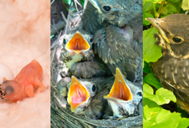 Birds' Life Stages Defined - All Seasons Wild Bird Store