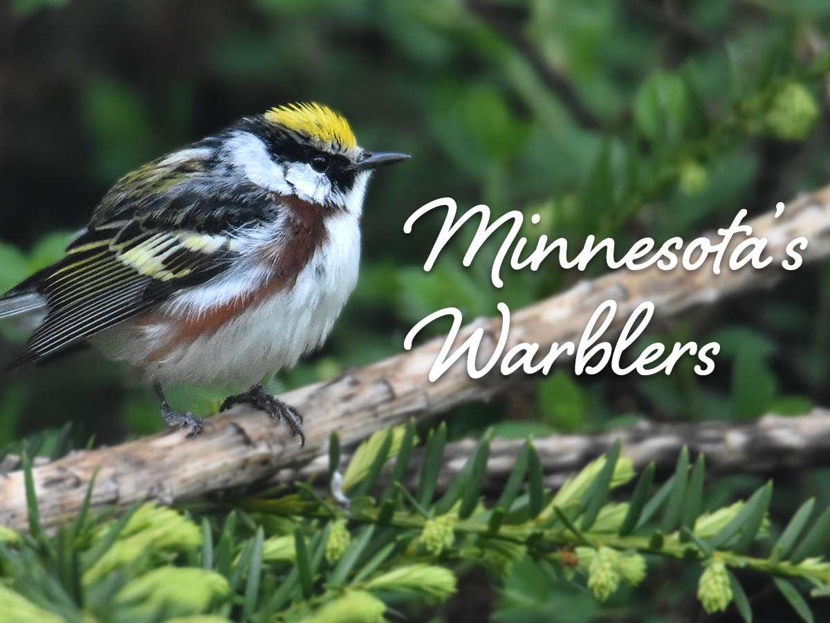 Minnesota's Warblers - All Seasons Wild Bird Store