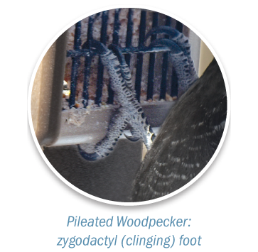 Bird Feet - All Seasons Wild Bird Store