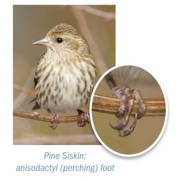 Bird Feet - All Seasons Wild Bird Store