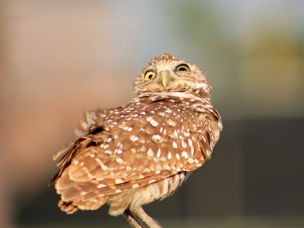 Minnesota's Owls - All Seasons Wild Bird Store