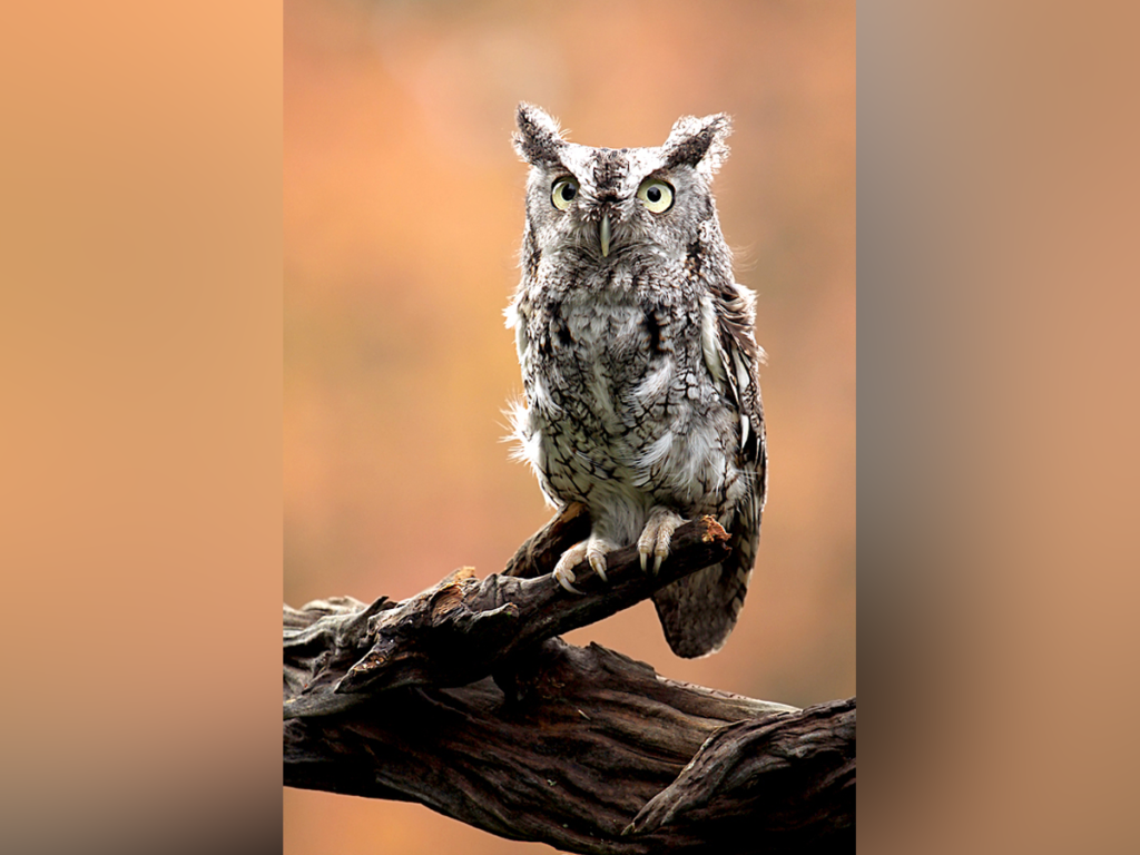 Minnesota's Owls - All Seasons Wild Bird Store