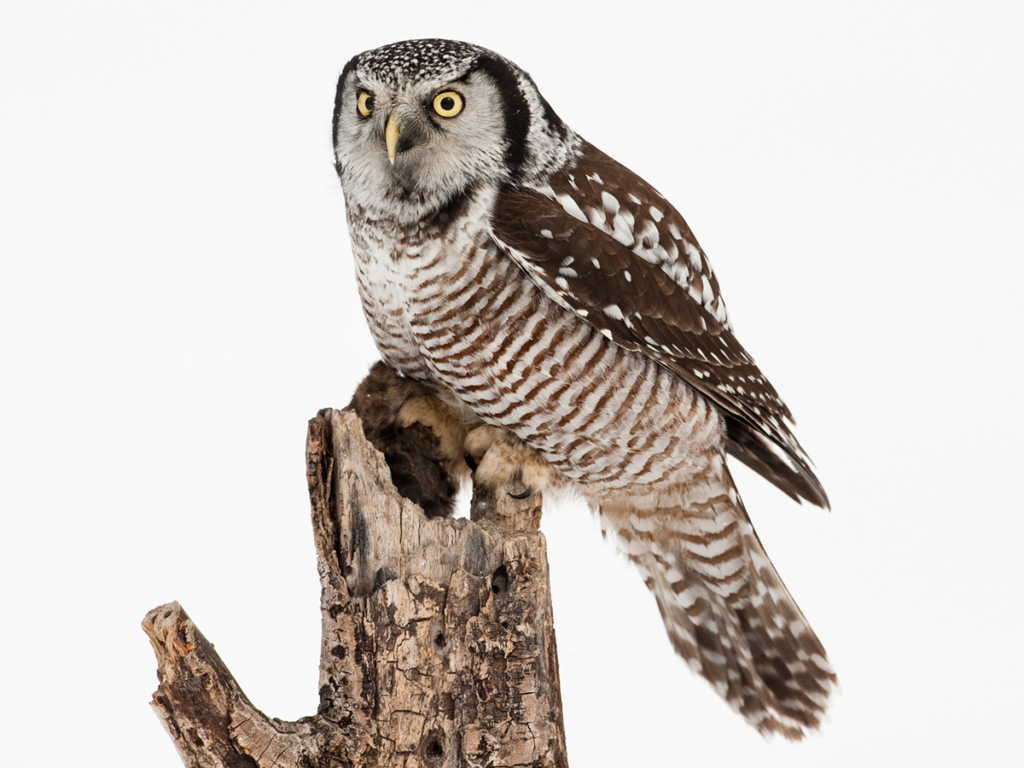 Minnesota's Owls - All Seasons Wild Bird Store