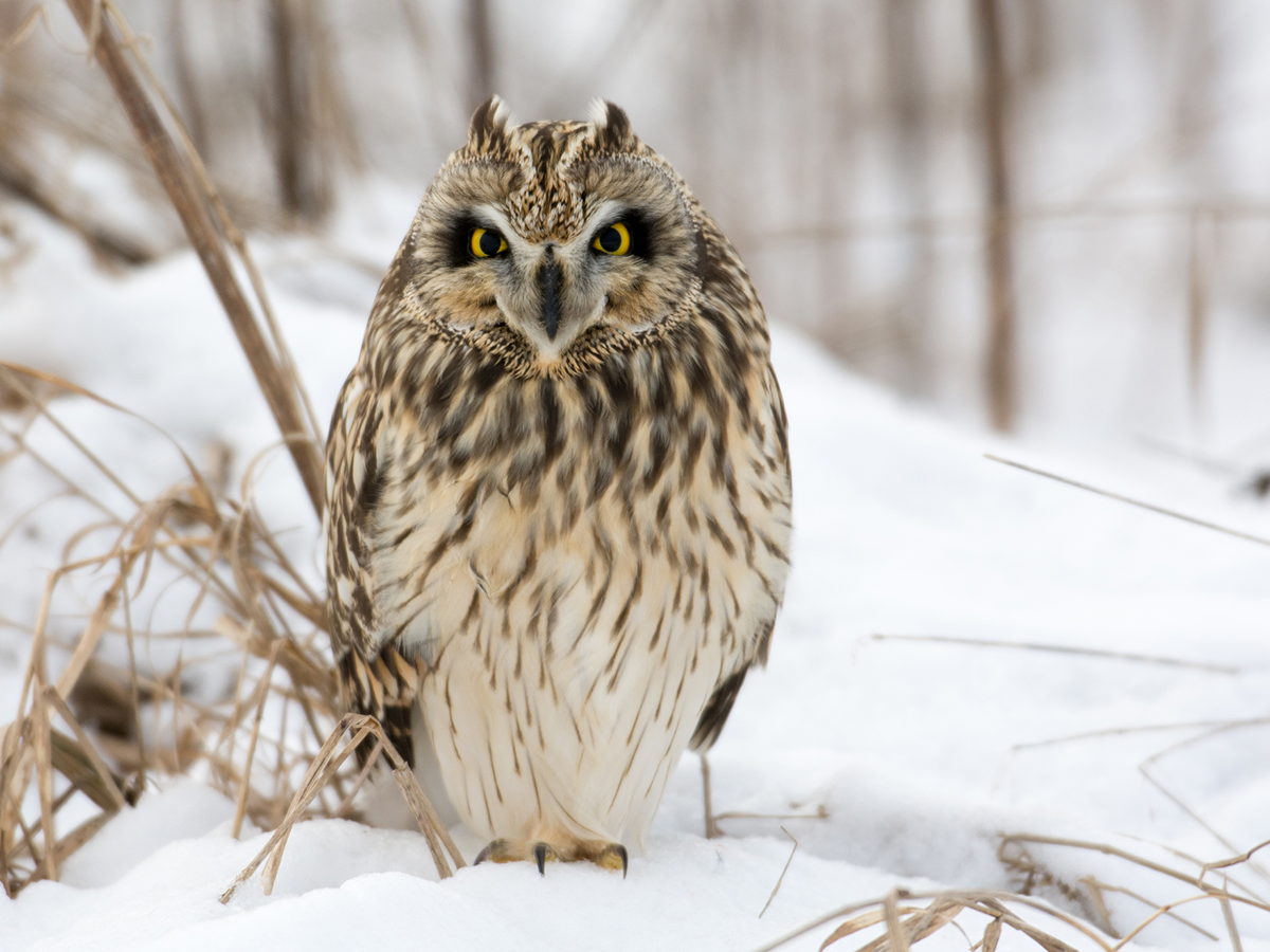 Minnesota's Owls - All Seasons Wild Bird Store