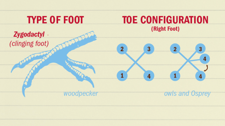 Bird Feet: Avian Multi-Tools - All Seasons Wild Bird Store