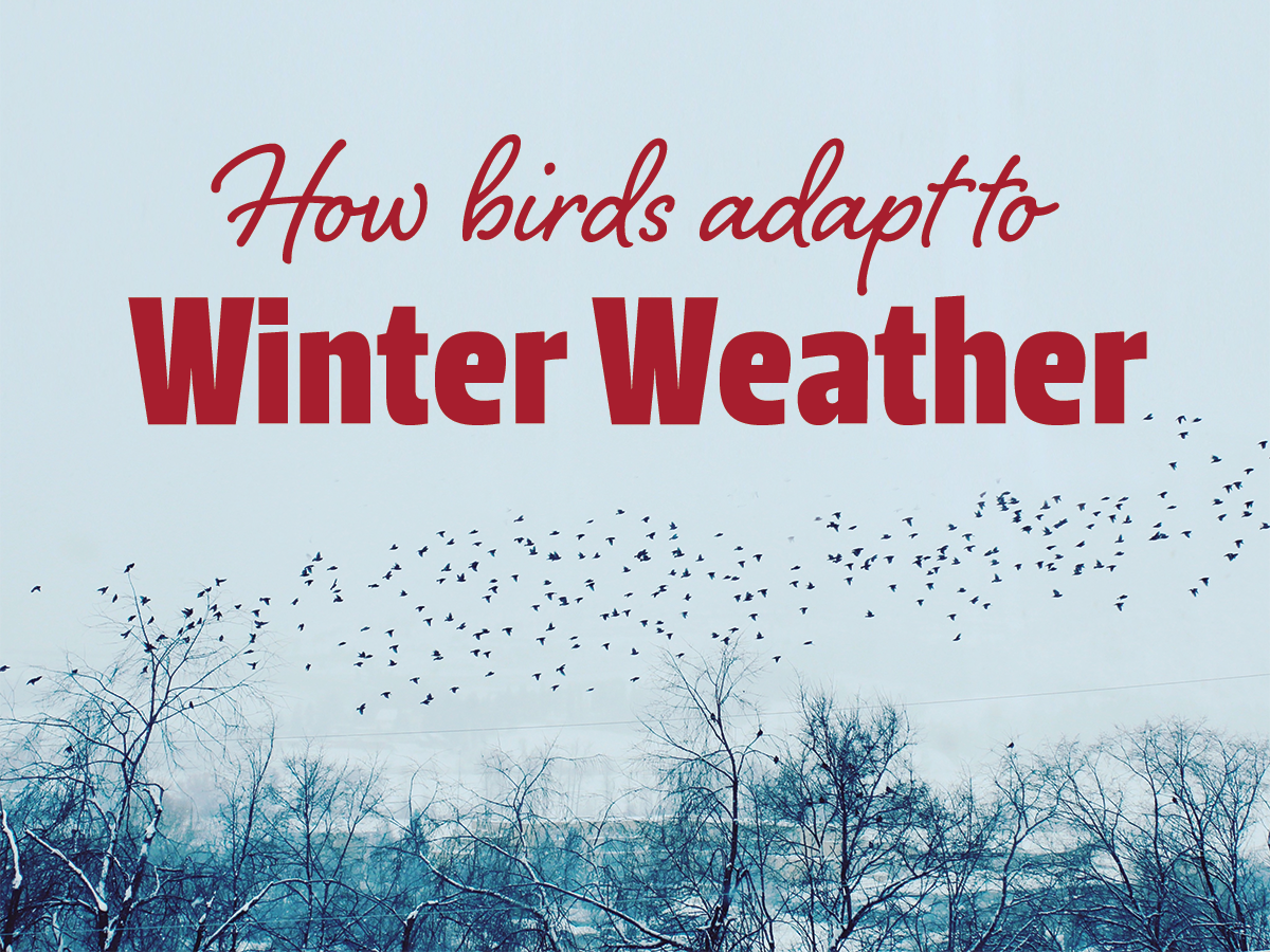 How Birds Adapt to Winter Weather - All Seasons Wild Bird Store