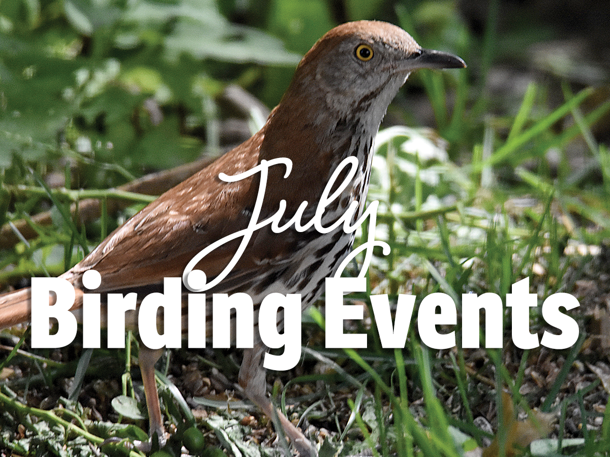 July 2025 Birding Events - All Seasons Wild Bird Store